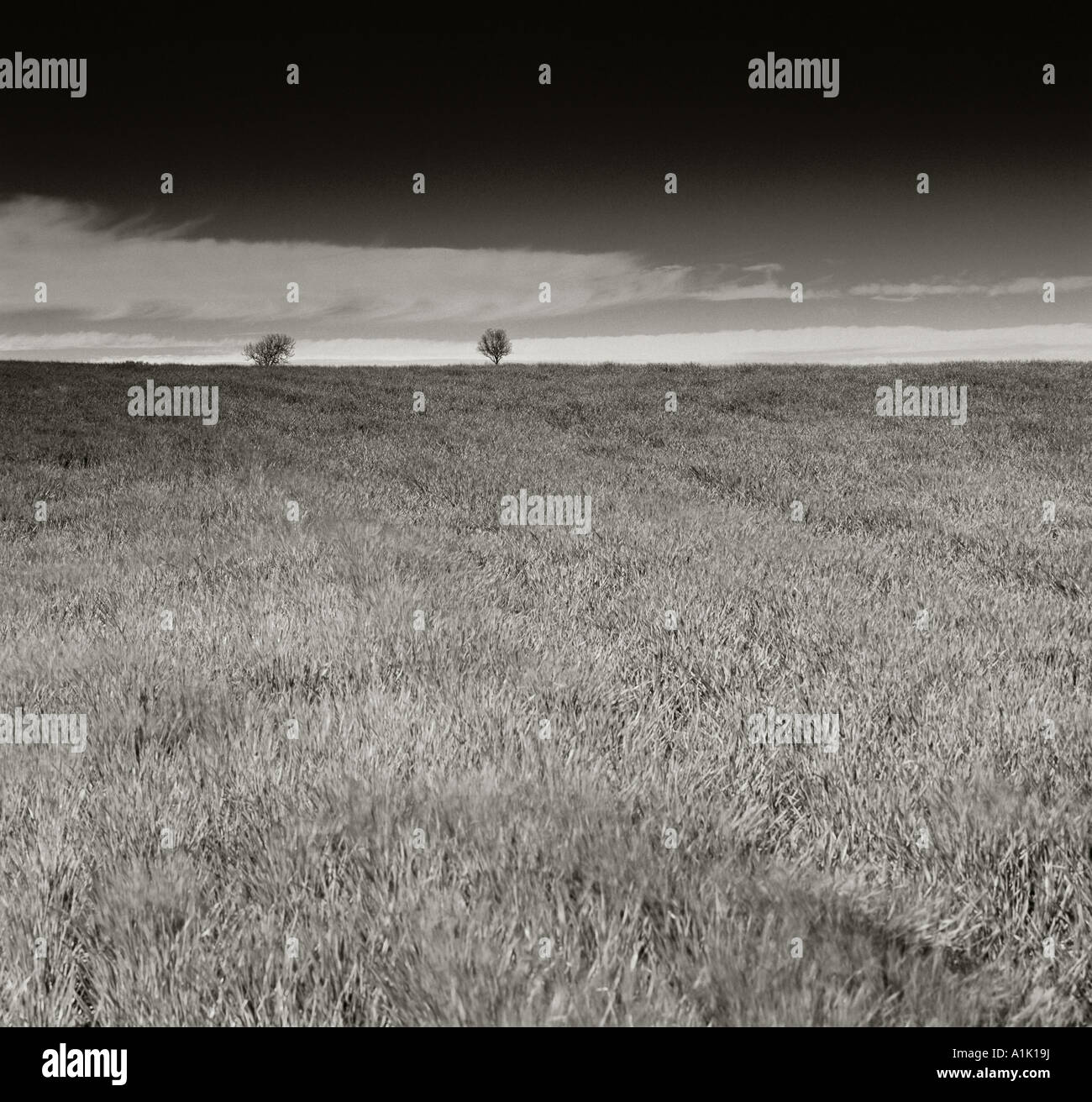 Bw tree hi-res stock photography and images - Alamy