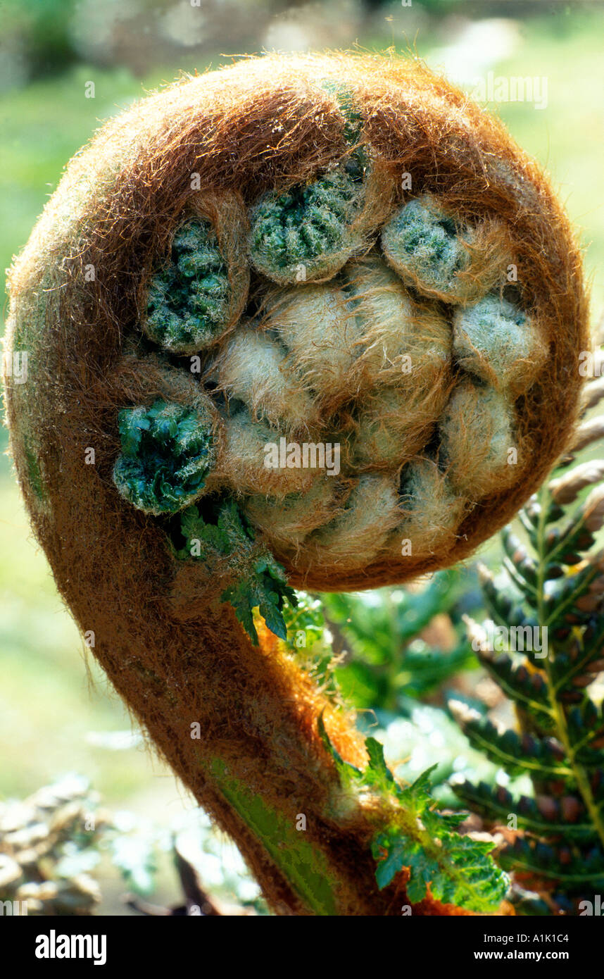 Australian Tree Fern Illnesses