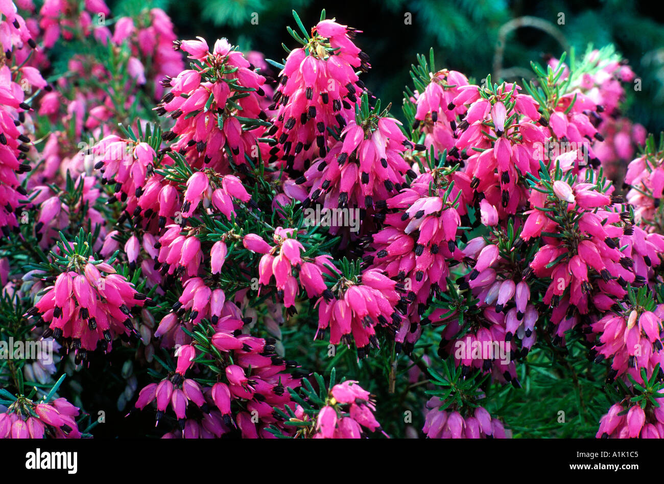 Erica Carnea 'Myretoun Ruby', 'Myrtoun Ruby' heather heathers ericas ...