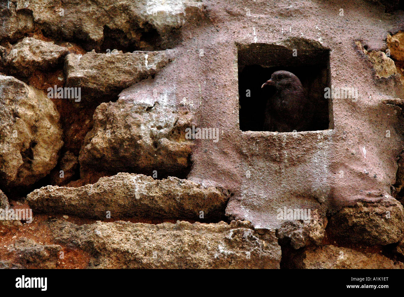 Pigeonhole hi-res stock photography and images - Alamy