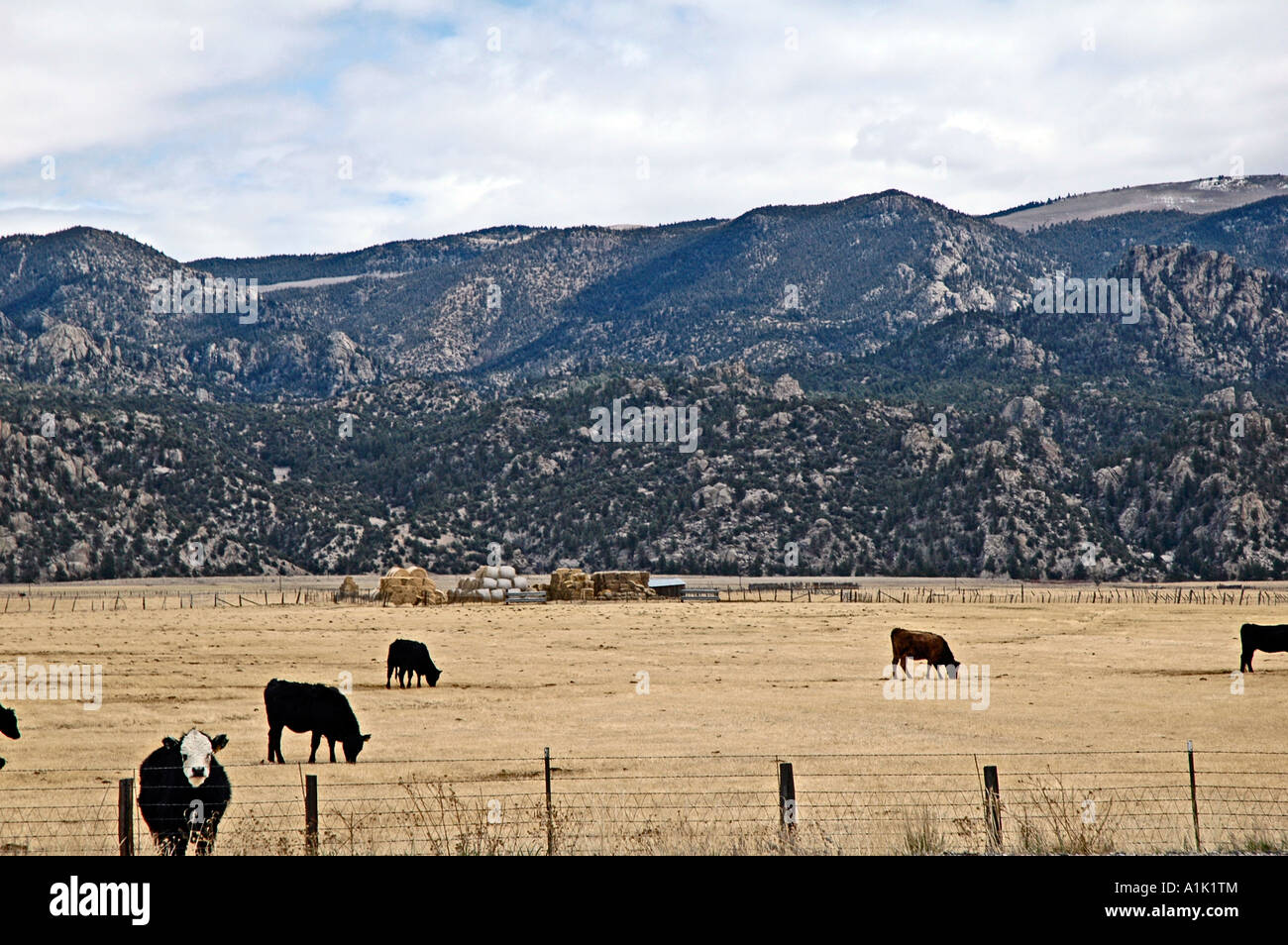 Cattle grazing in pasture, Colorado, USA Stock Photo - Alamy