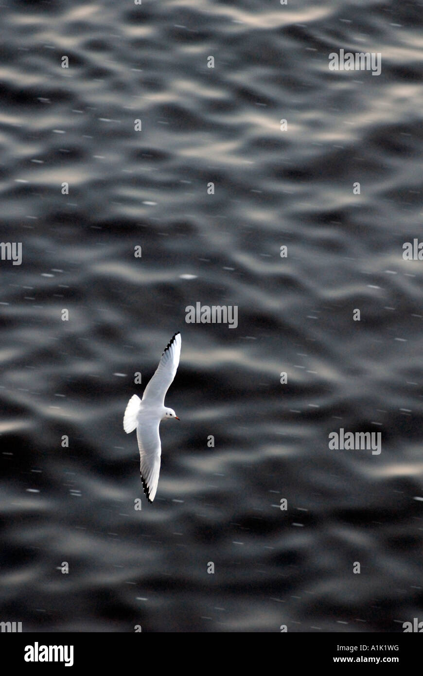 Flying Seagull view from above Stock Photo - Alamy