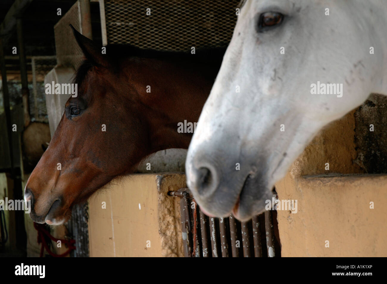 Horses at the Stable Stock Photo - Alamy
