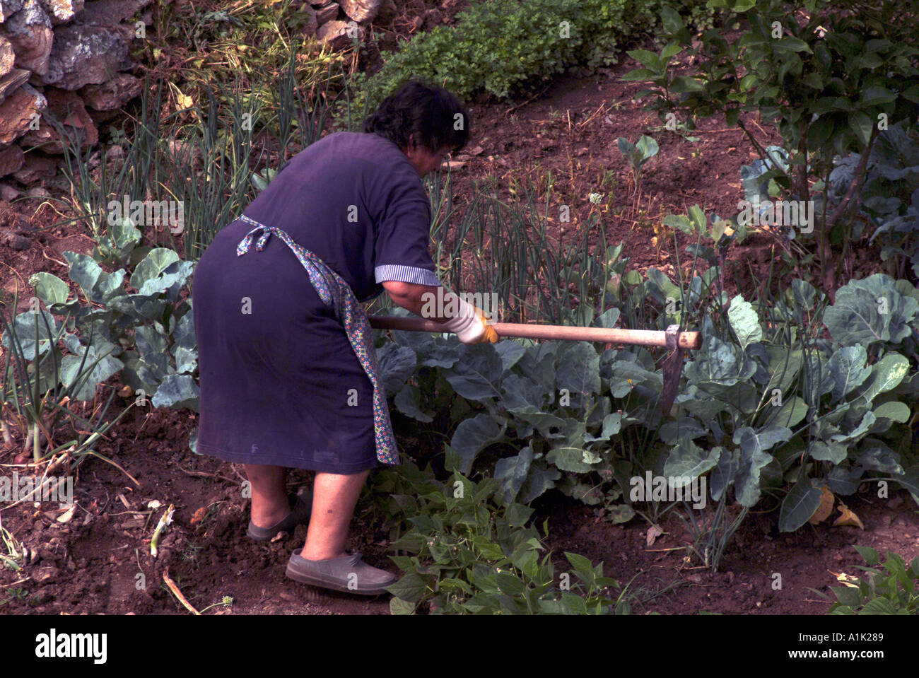 Woman hoeing garden hi-res stock photography and images - Alamy
