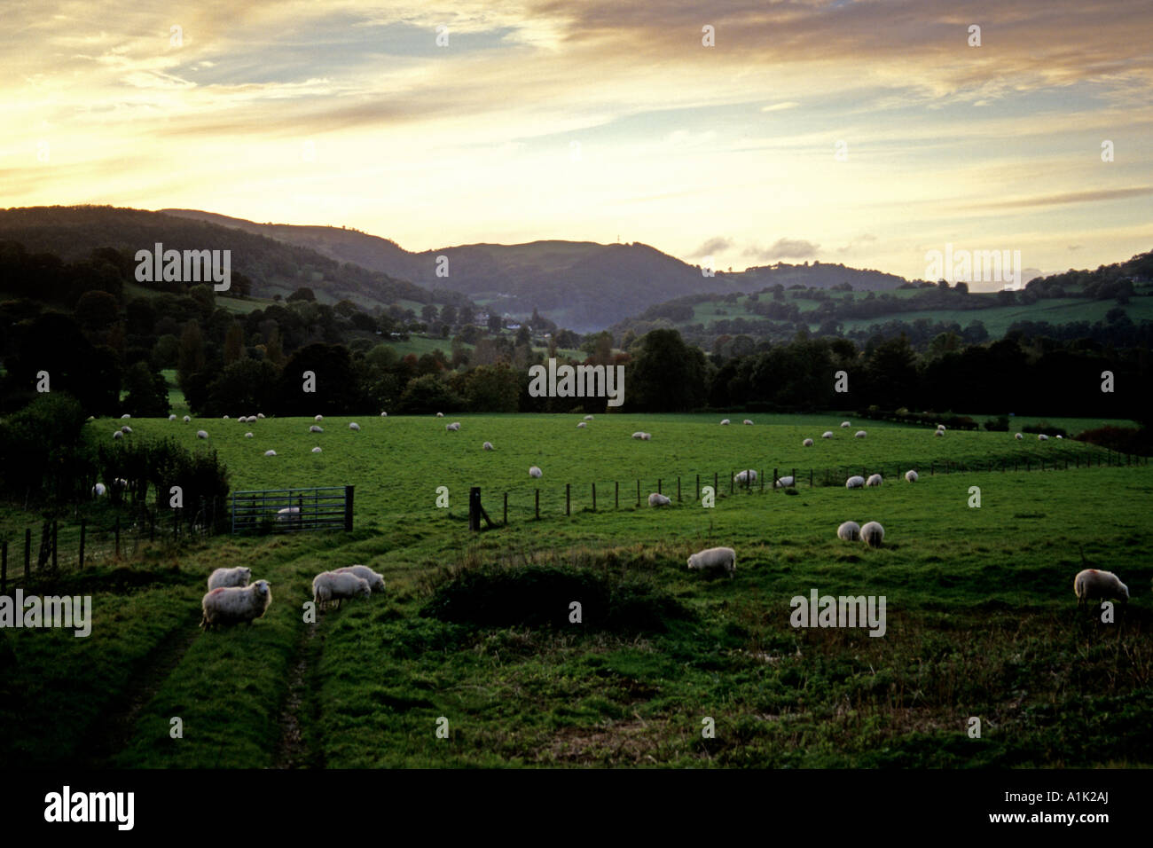 Sheep graze at sunset in Wales countryside Stock Photo - Alamy