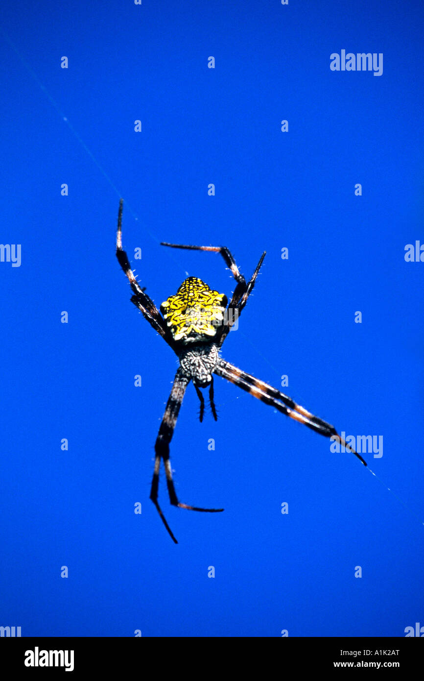 Spider seen on a hike in Maui, Hawaii Stock Photo - Alamy