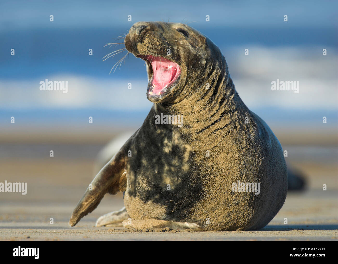 Grey Seal looks like it's laughing, Donna Nook. Hallchoerus grypus ...