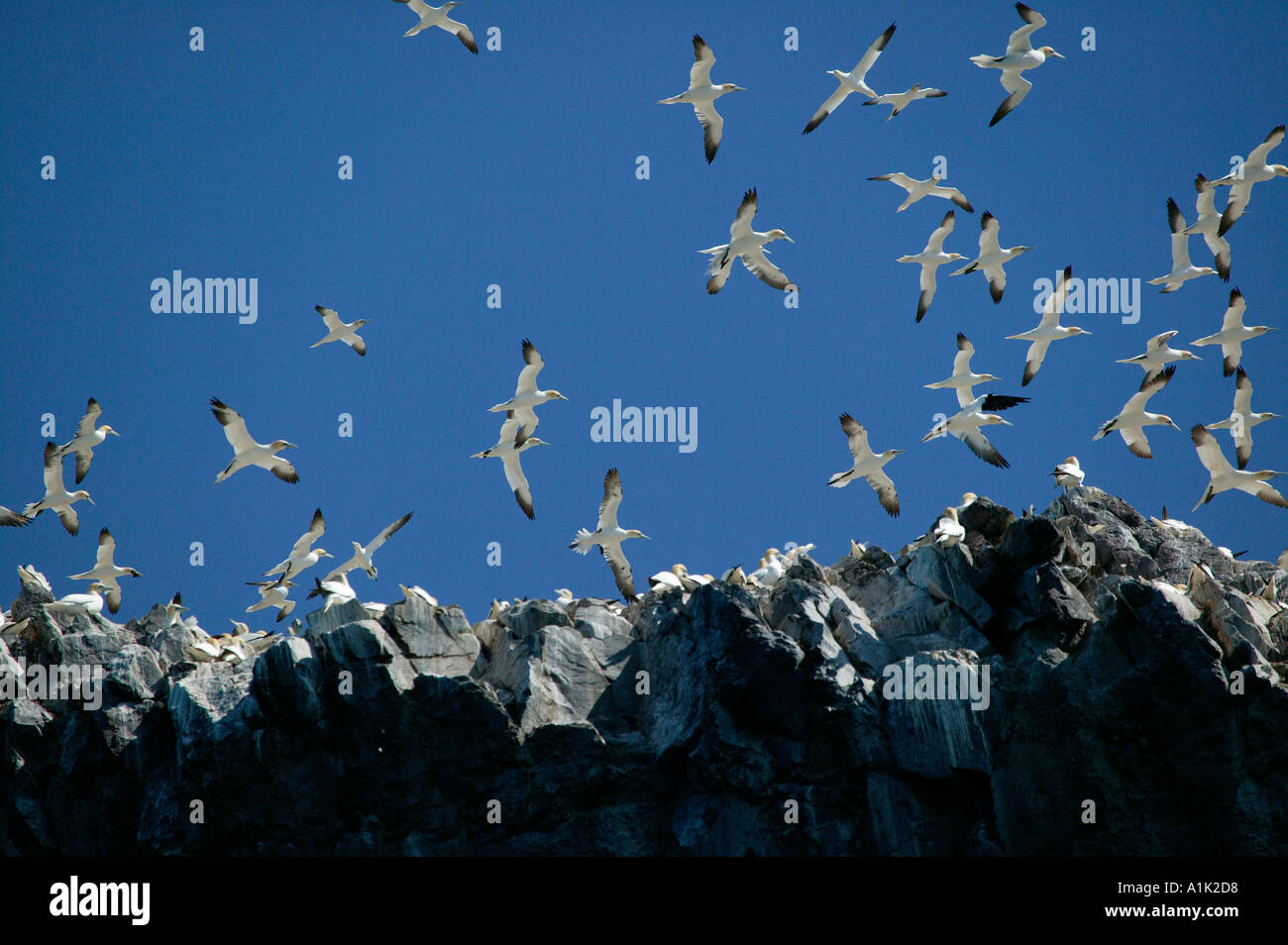 Flock of Gannets in flight above nesting birds on Bass Rock East ...