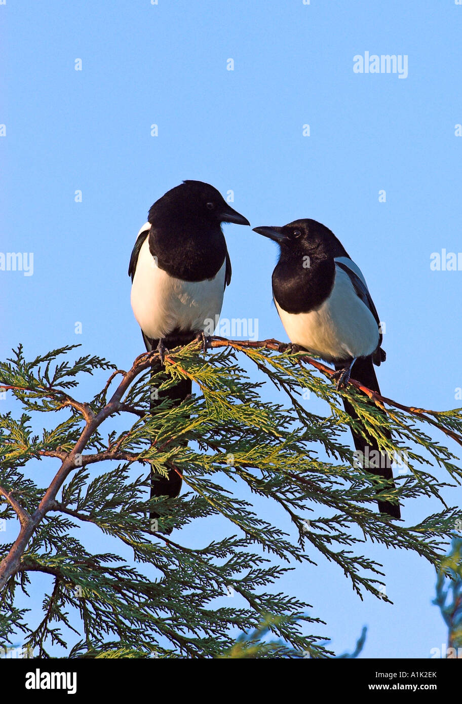 Two Magpies on a tree top. Pica pica Stock Photo - Alamy