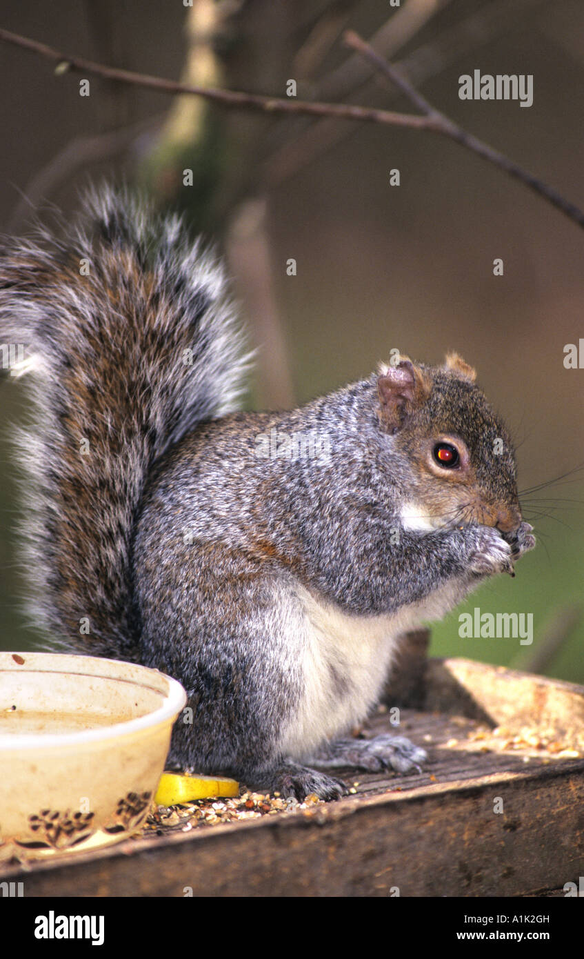 Grey Squirrel feeding on bird food. . Sciurus carolinensis Stock Photo ...