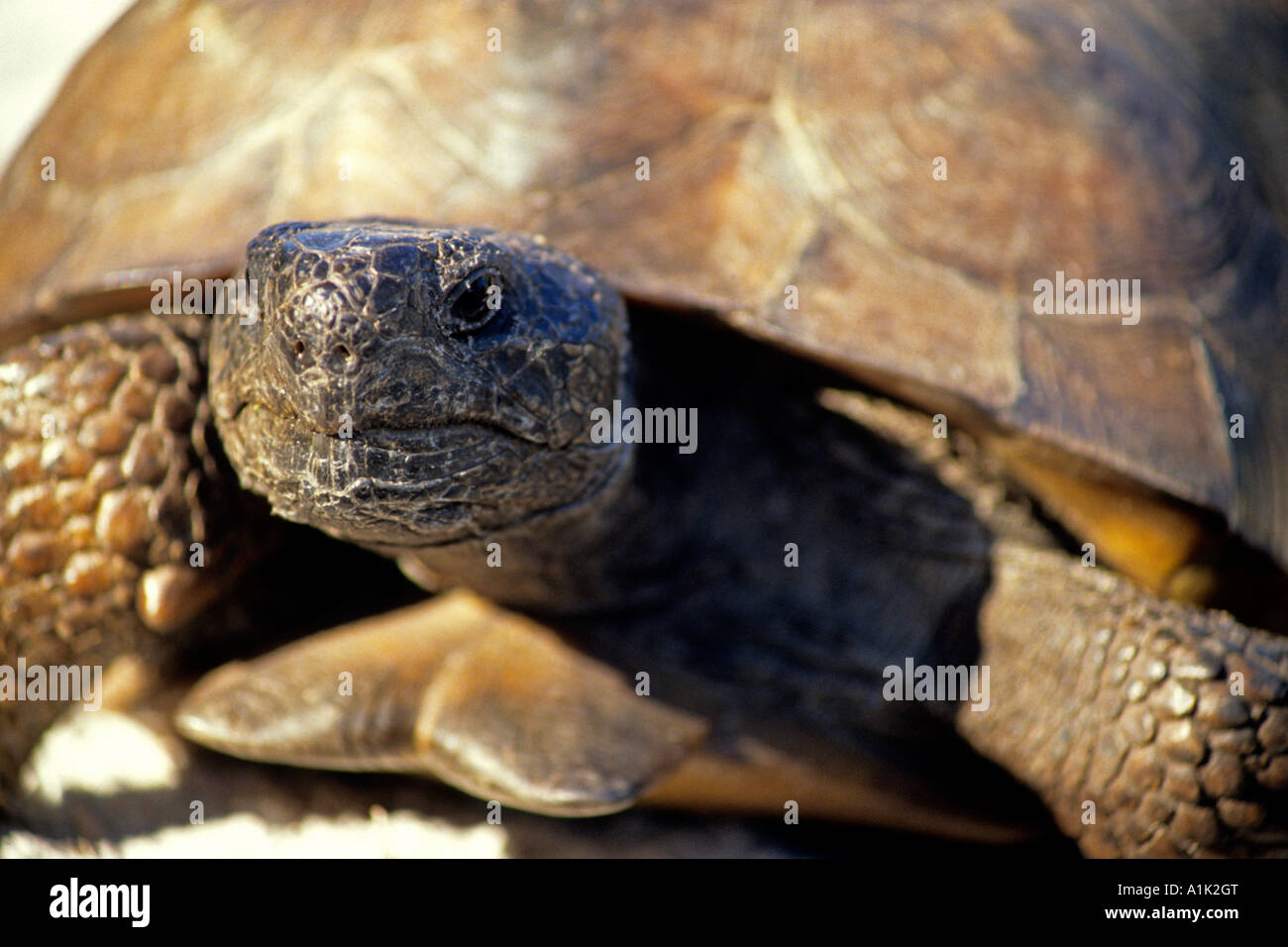 Tortoise shows its face at Egmont Key Florida Stock Photo - Alamy