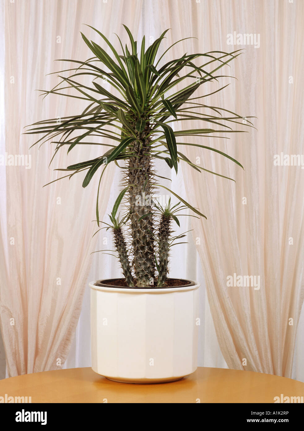 Madagascar palm / Pachypodium lameri Stock Photo - Alamy
