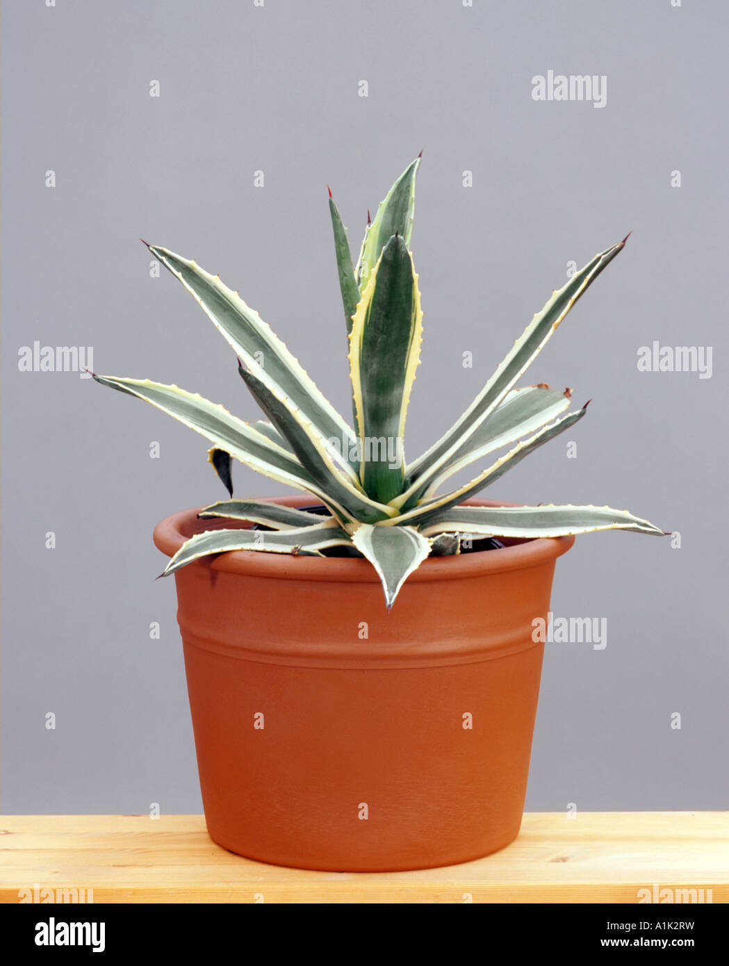 century plant / Agave americana Stock Photo - Alamy