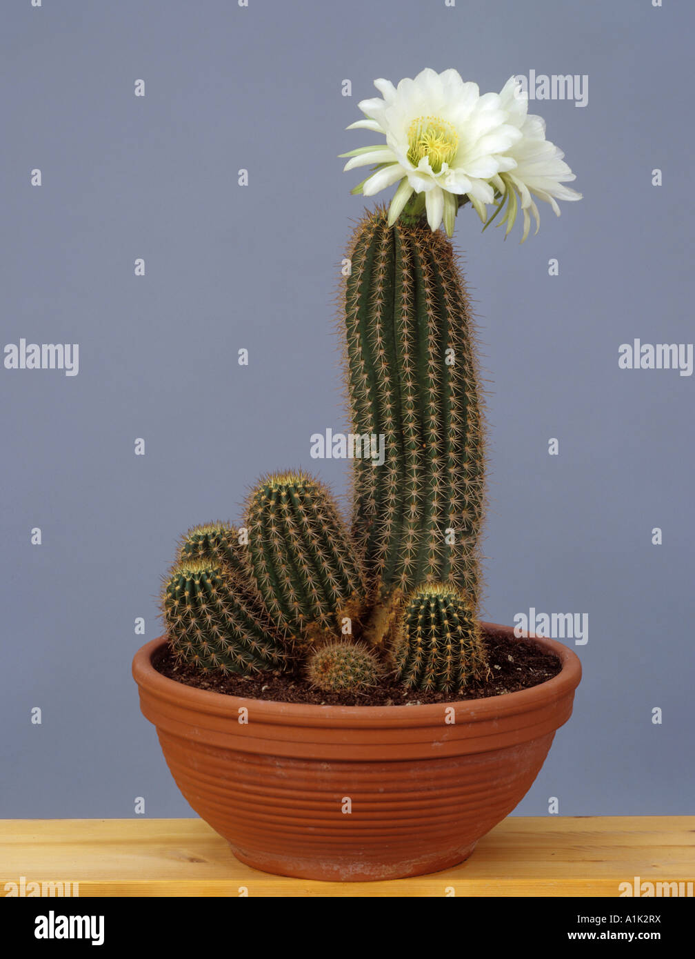 Golden Torch cactus / Trichocereus spachiana Stock Photo - Alamy