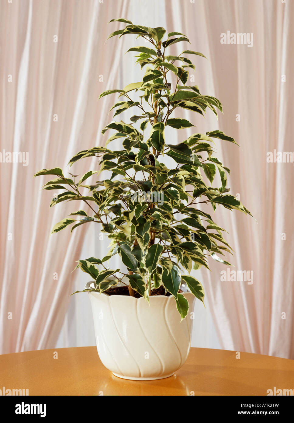 weeping fig / Ficus benjamina Stock Photo - Alamy