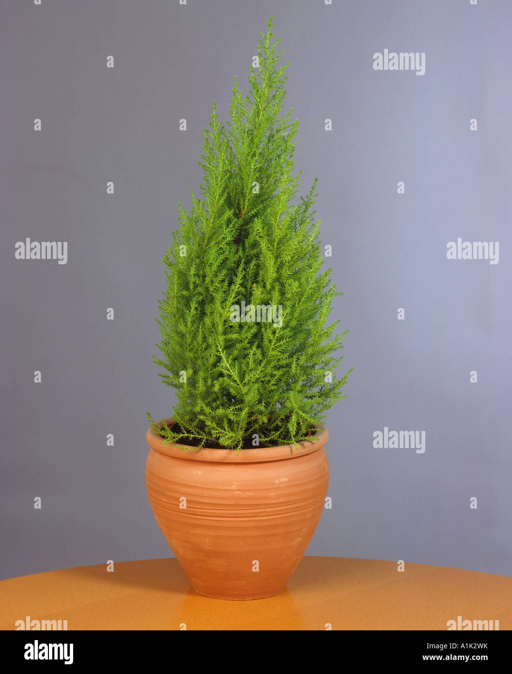 Cupressus macrocarpa hi-res stock photography and images - Alamy