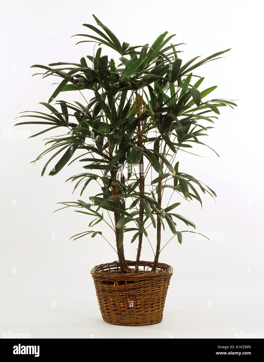 Lady palm rhapis hi-res stock photography and images - Alamy