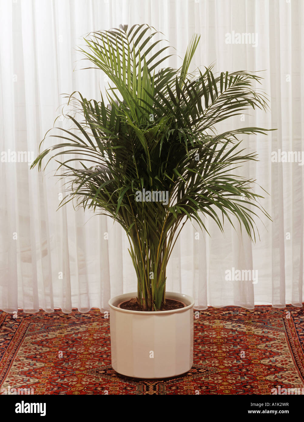 Areca-palm / Dypsis lutescens Stock Photo - Alamy