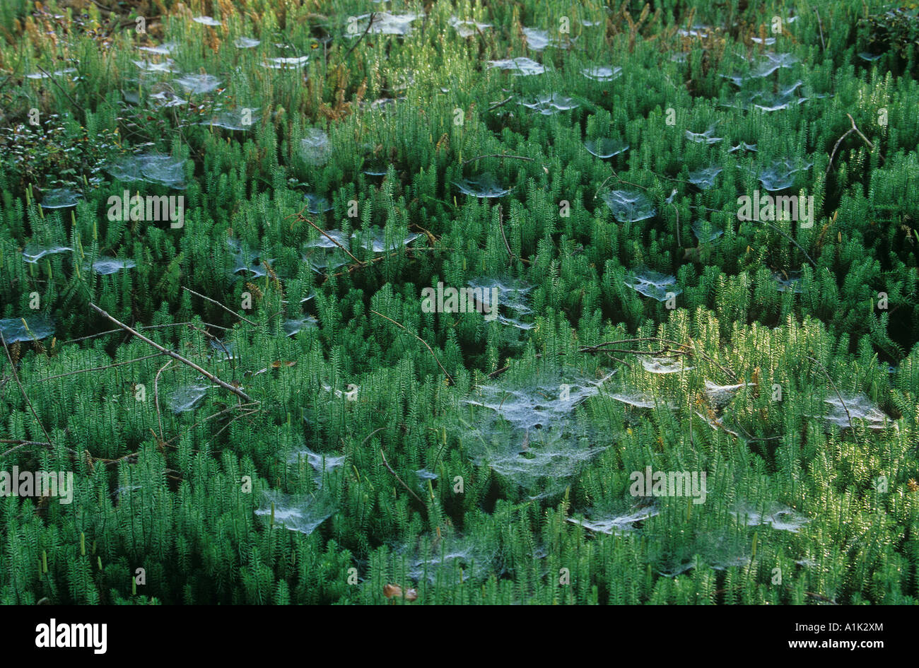 Many spiderwebs hi-res stock photography and images - Alamy