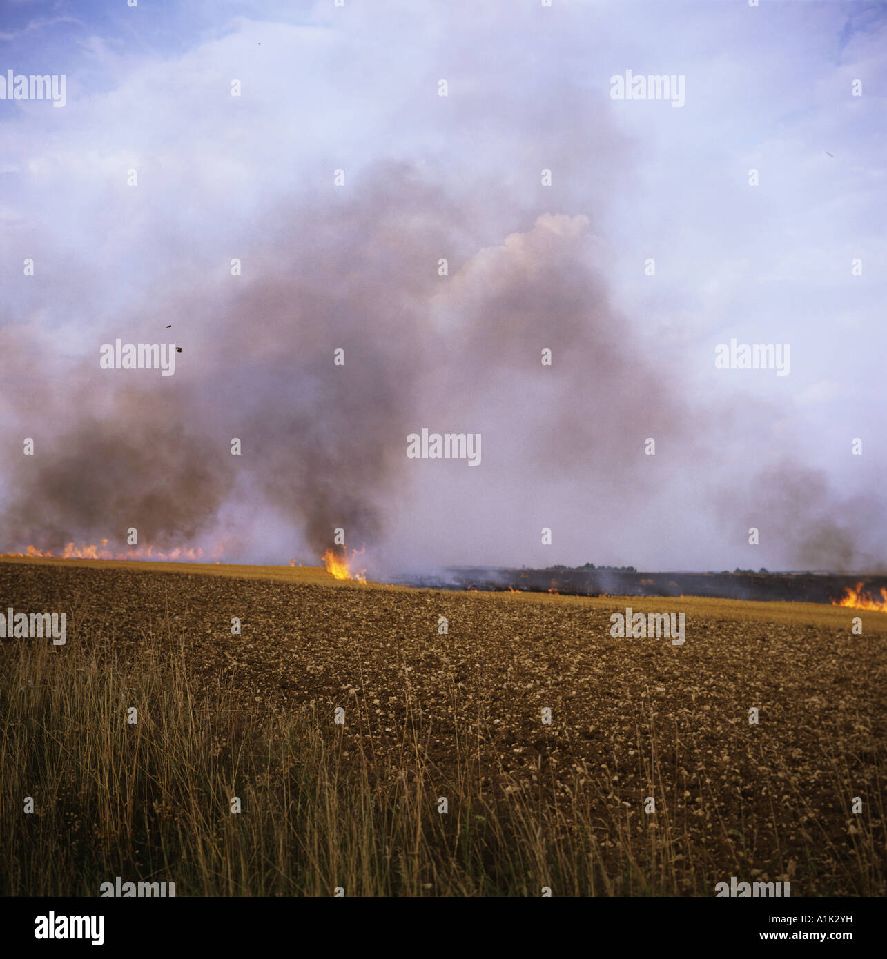 Burning cornfield hi-res stock photography and images - Alamy
