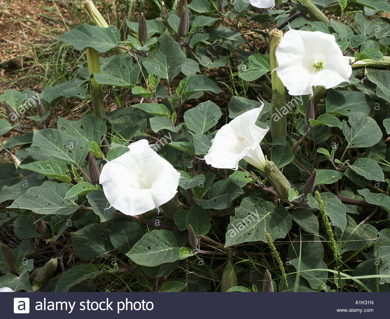 Datura Meteloides High Resolution Stock Photography and Images - Alamy