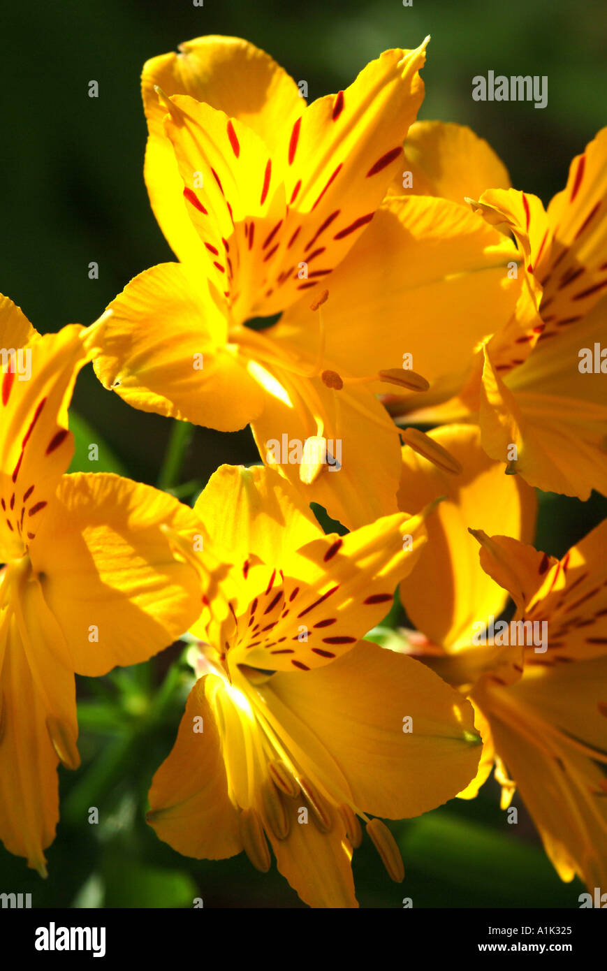 Closeup of Alstroemeria in Full Bloom in a Scottish Garden Helensburgh ...