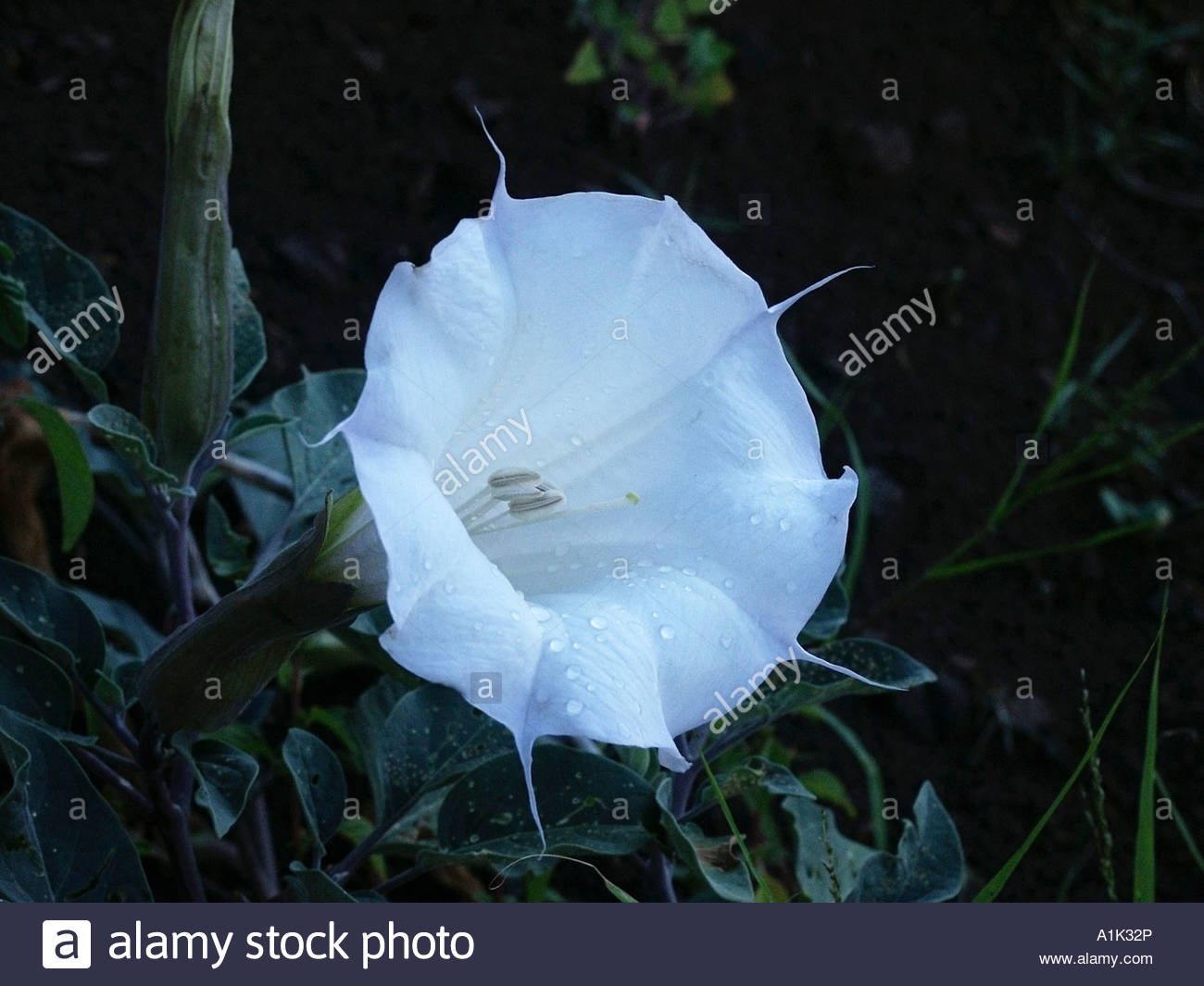 Datura Meteloides High Resolution Stock Photography and Images - Alamy
