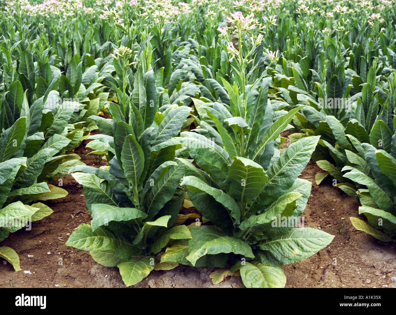 Tobacco field tobacco plant nicotiana hi-res stock photography and ...