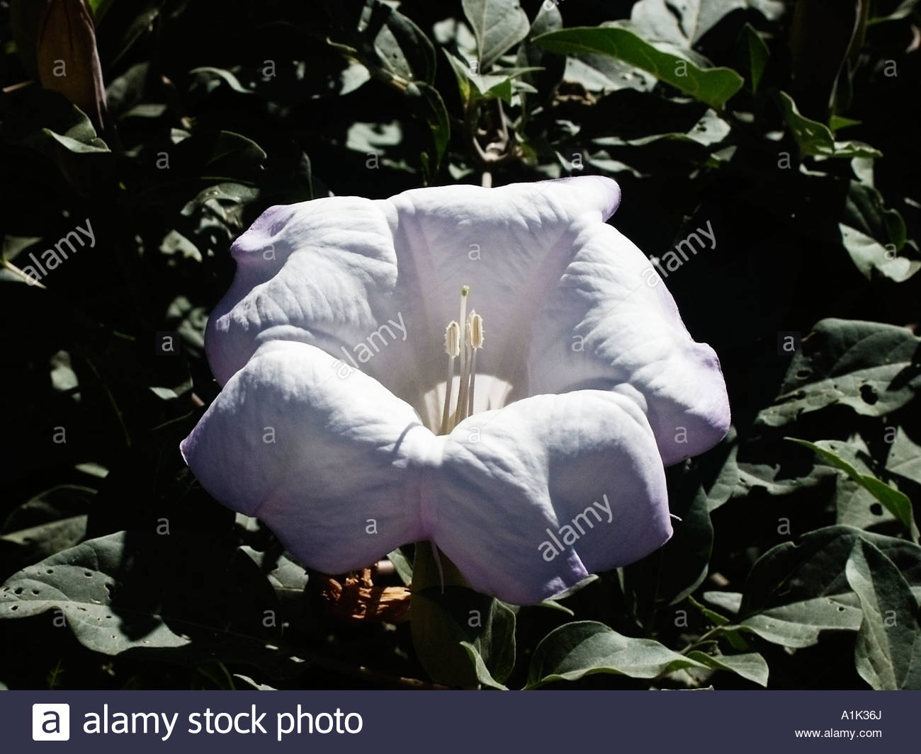 Datura Meteloides High Resolution Stock Photography and Images - Alamy