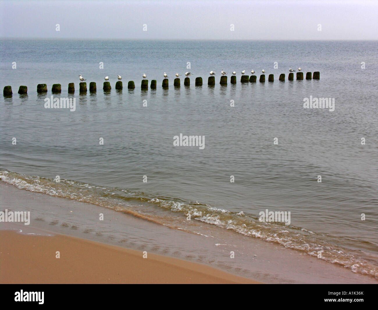 wooden poles in water Stock Photo - Alamy