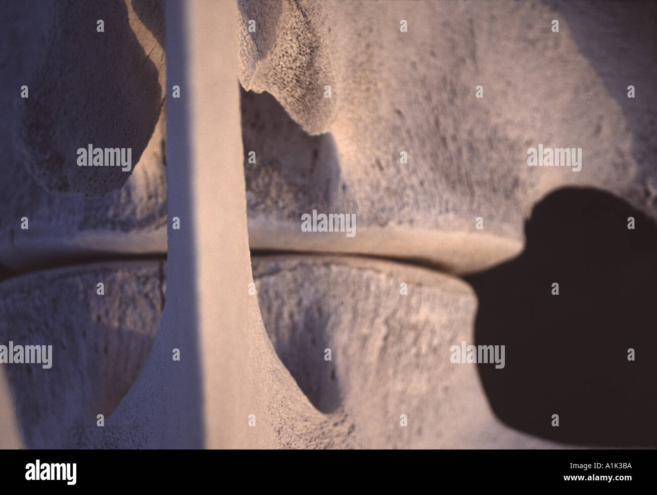 Whale backbone detail Stock Photo - Alamy