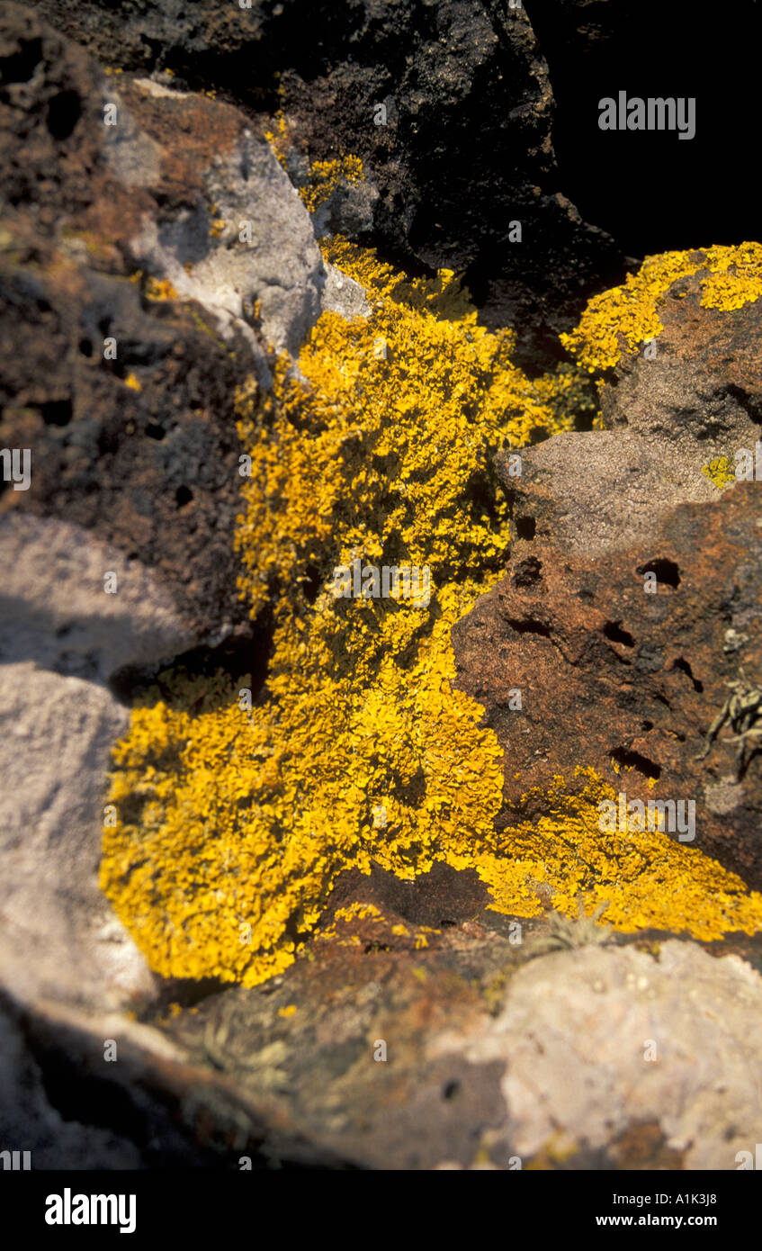 Rock yellow lichen xanthoria hi-res stock photography and images - Alamy