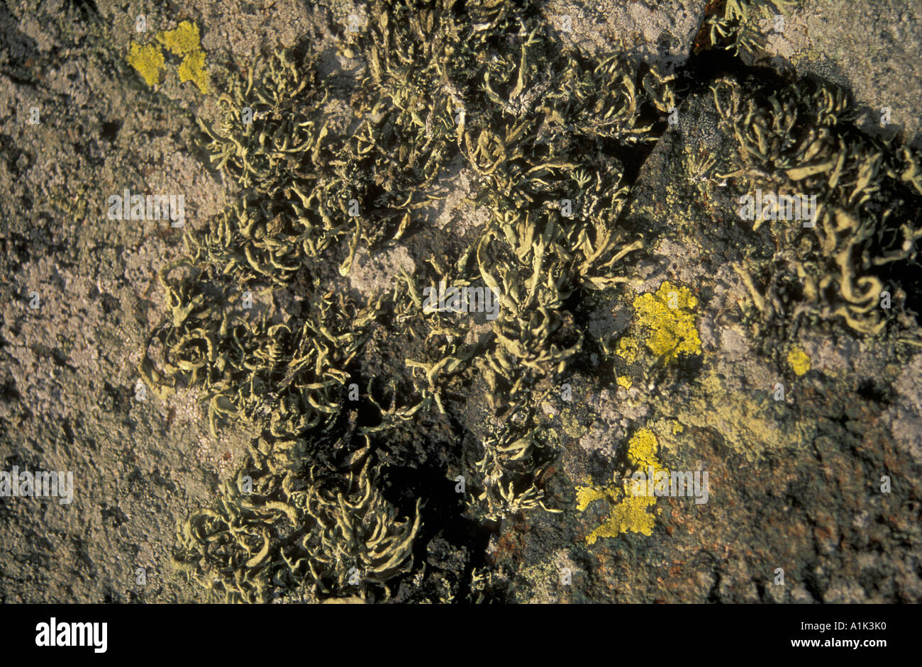 Ramalina siliquosa hi-res stock photography and images - Alamy