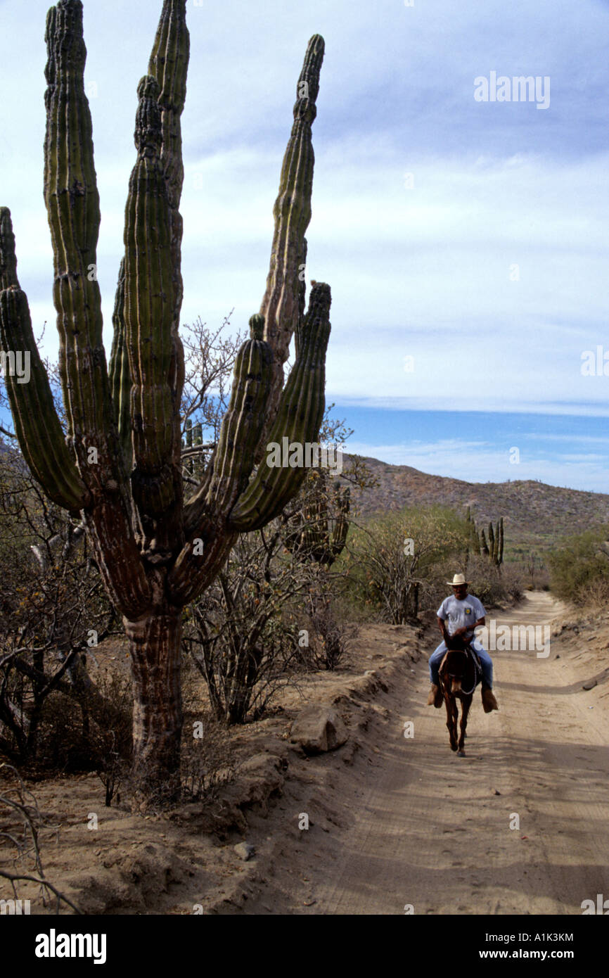 Man riding his mule through the desert in Baja California, Mexico Stock ...