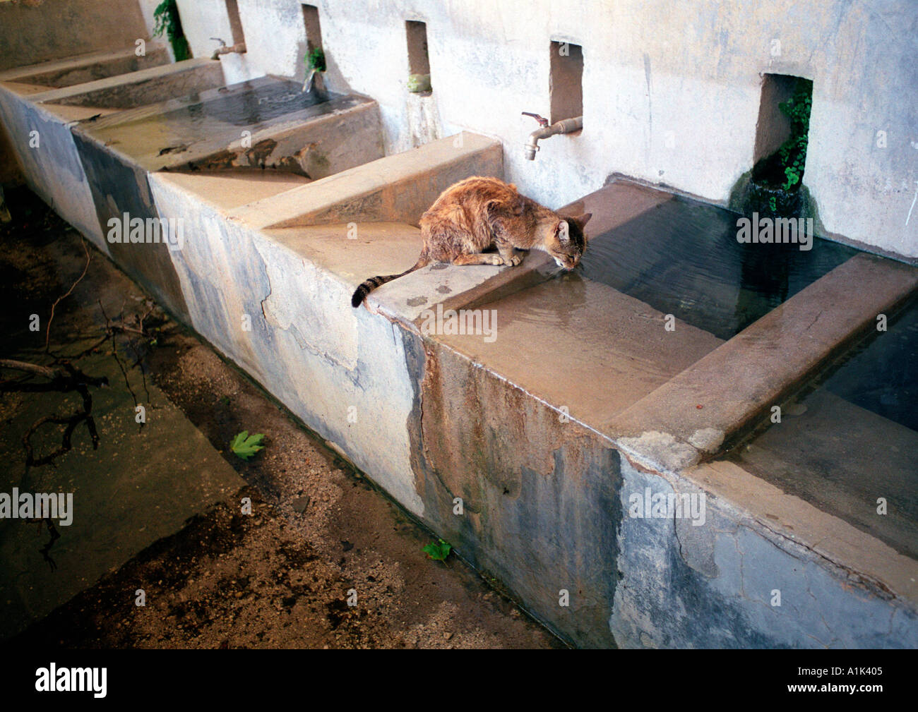 Ancient wild cat hi-res stock photography and images - Alamy