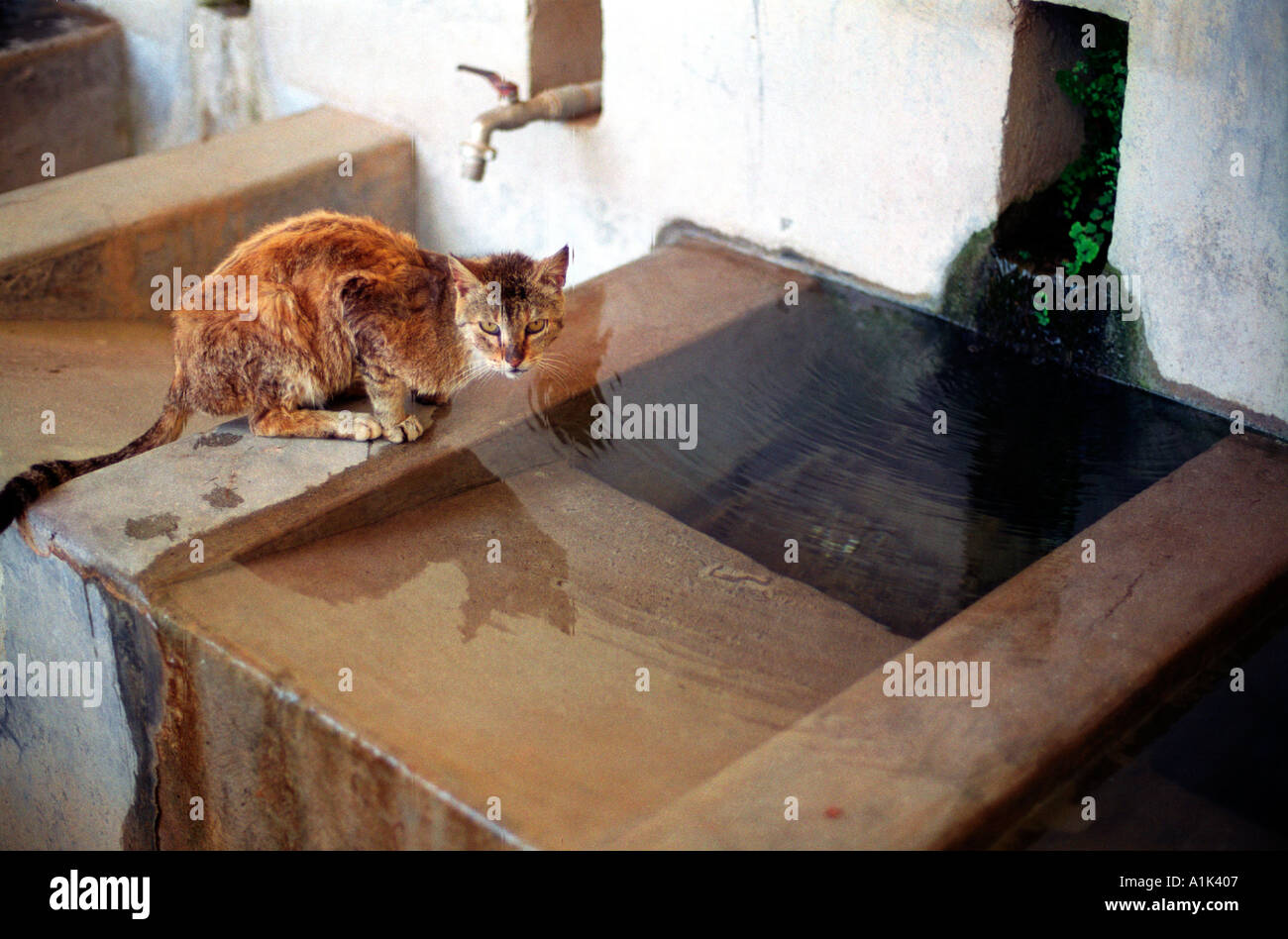 Ancient wild cat hi-res stock photography and images - Alamy