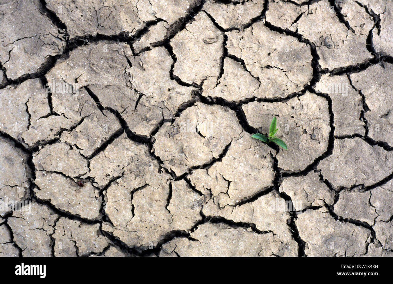 plant in dry land Stock Photo - Alamy