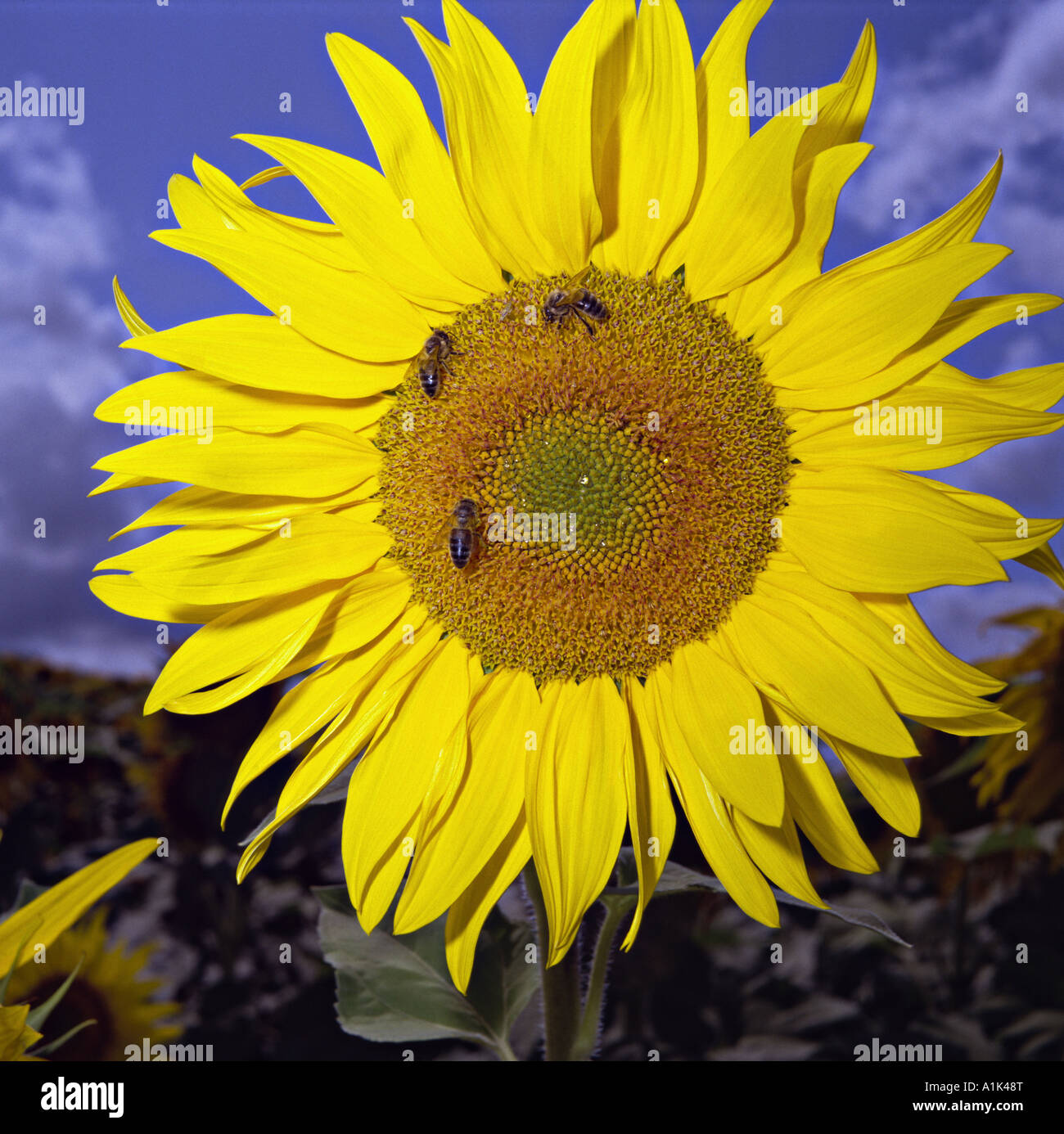 Agricultural bees symbol hi-res stock photography and images - Alamy
