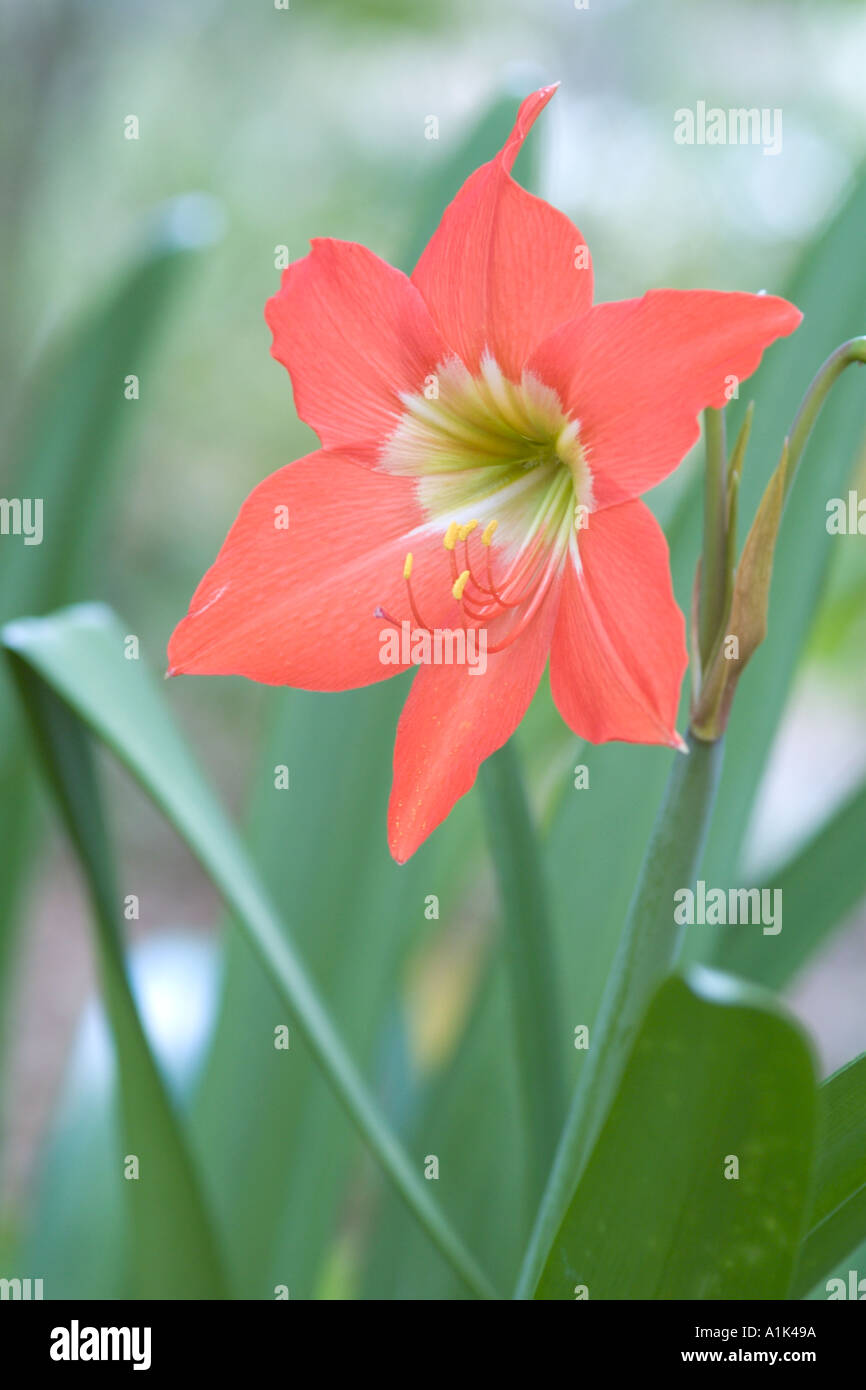 Lilium plants hi-res stock photography and images - Alamy