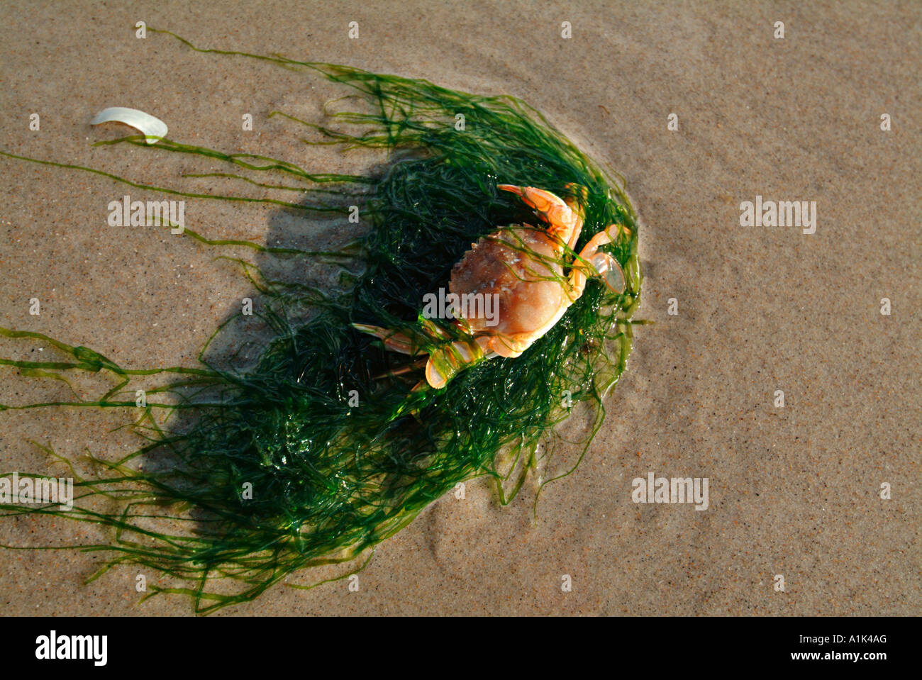 crab in algae Stock Photo - Alamy