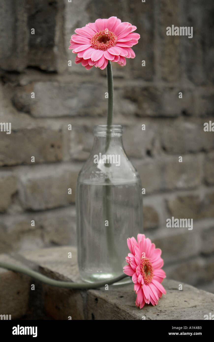 Gerbera in vase Stock Photo - Alamy
