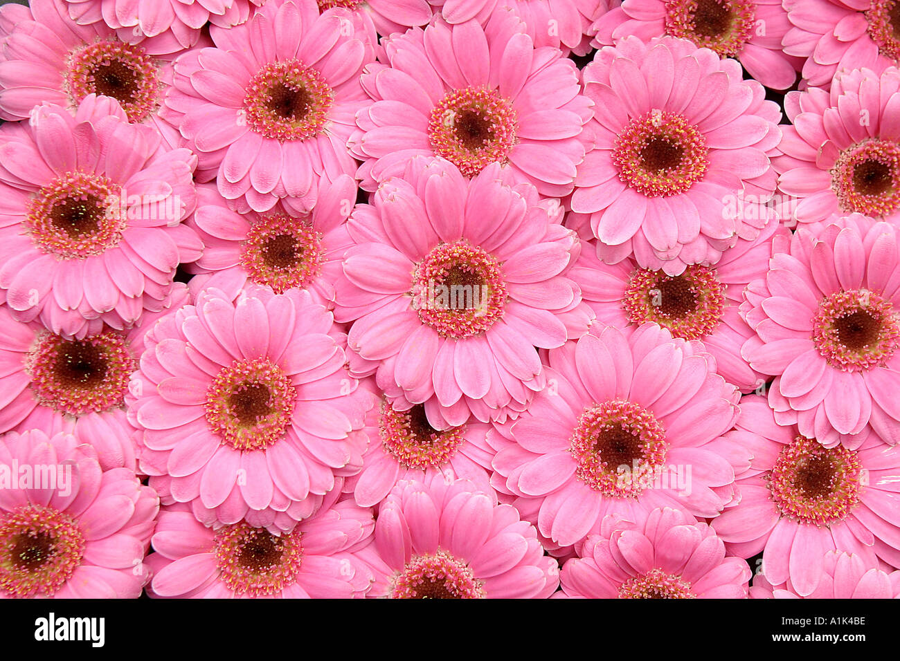 Gerbera series hi-res stock photography and images - Alamy
