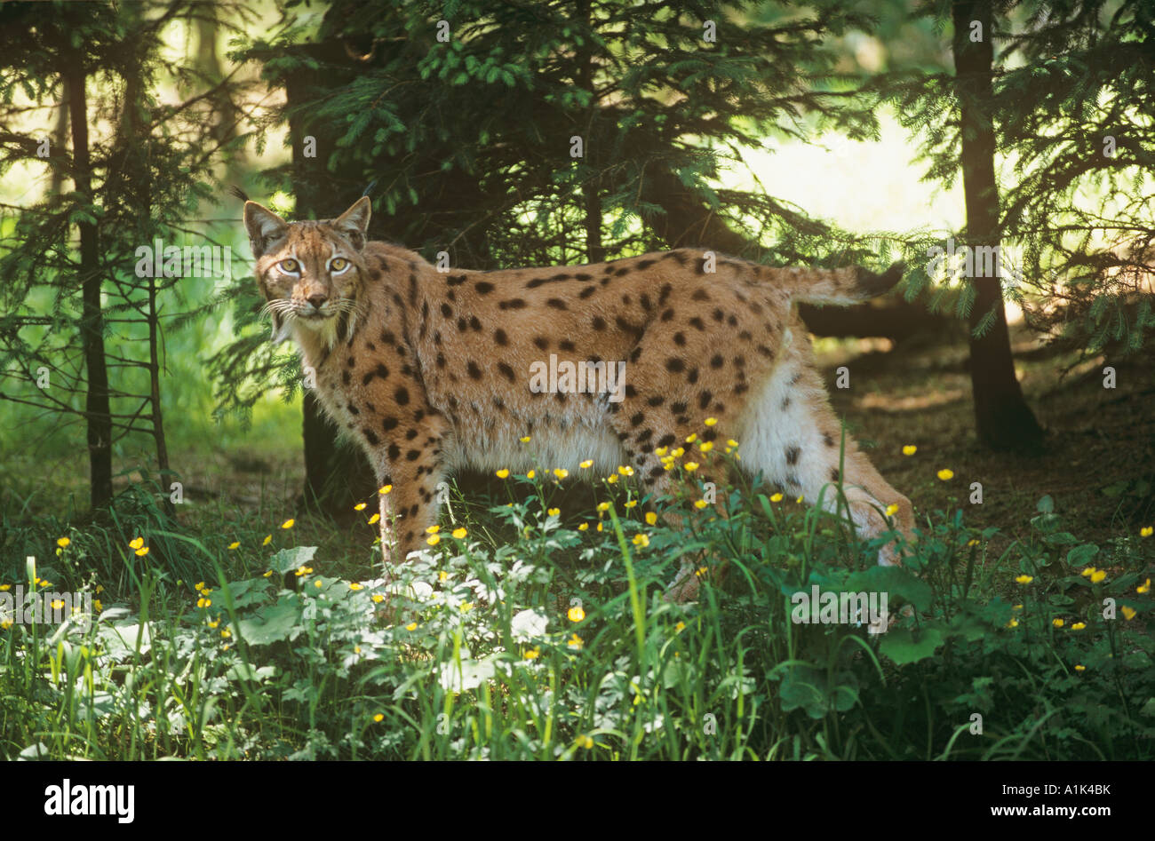 lynx - standing in forest Stock Photo - Alamy