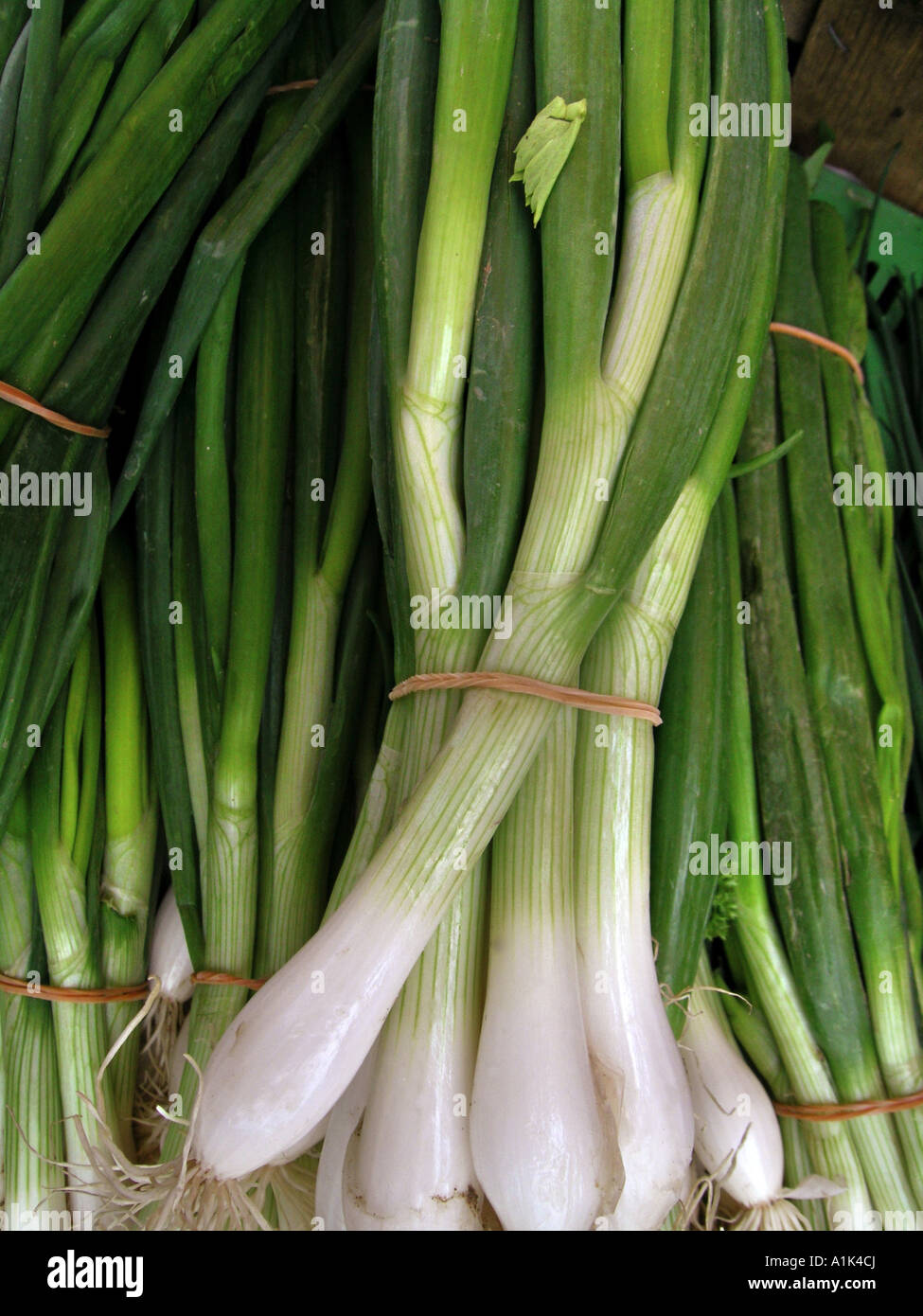 Welsh onion / Allium fistulosum Stock Photo - Alamy