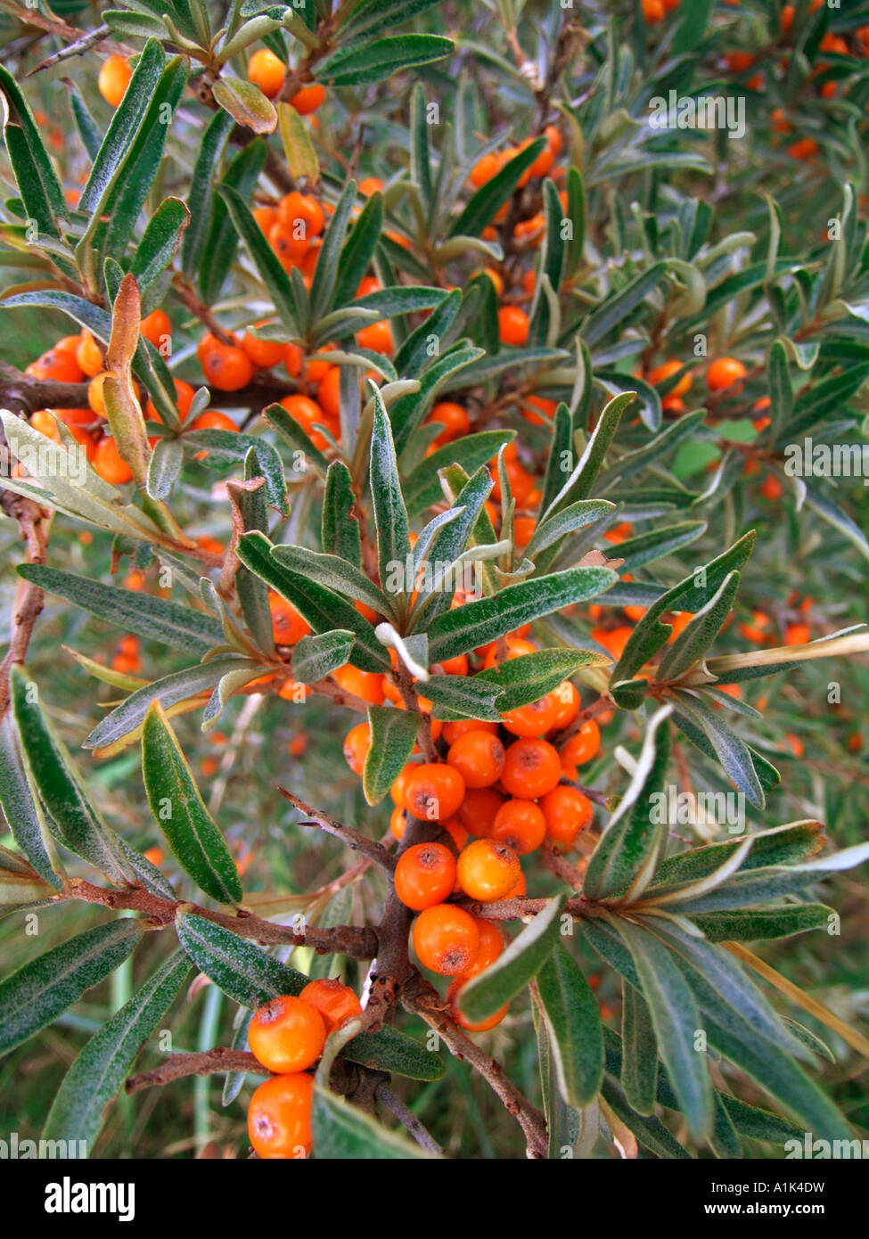 sea-buckthorns / Hippophae rhamnoides Stock Photo - Alamy