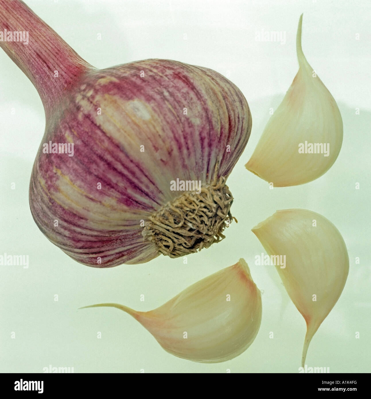 garlic / Allium sativum Stock Photo - Alamy
