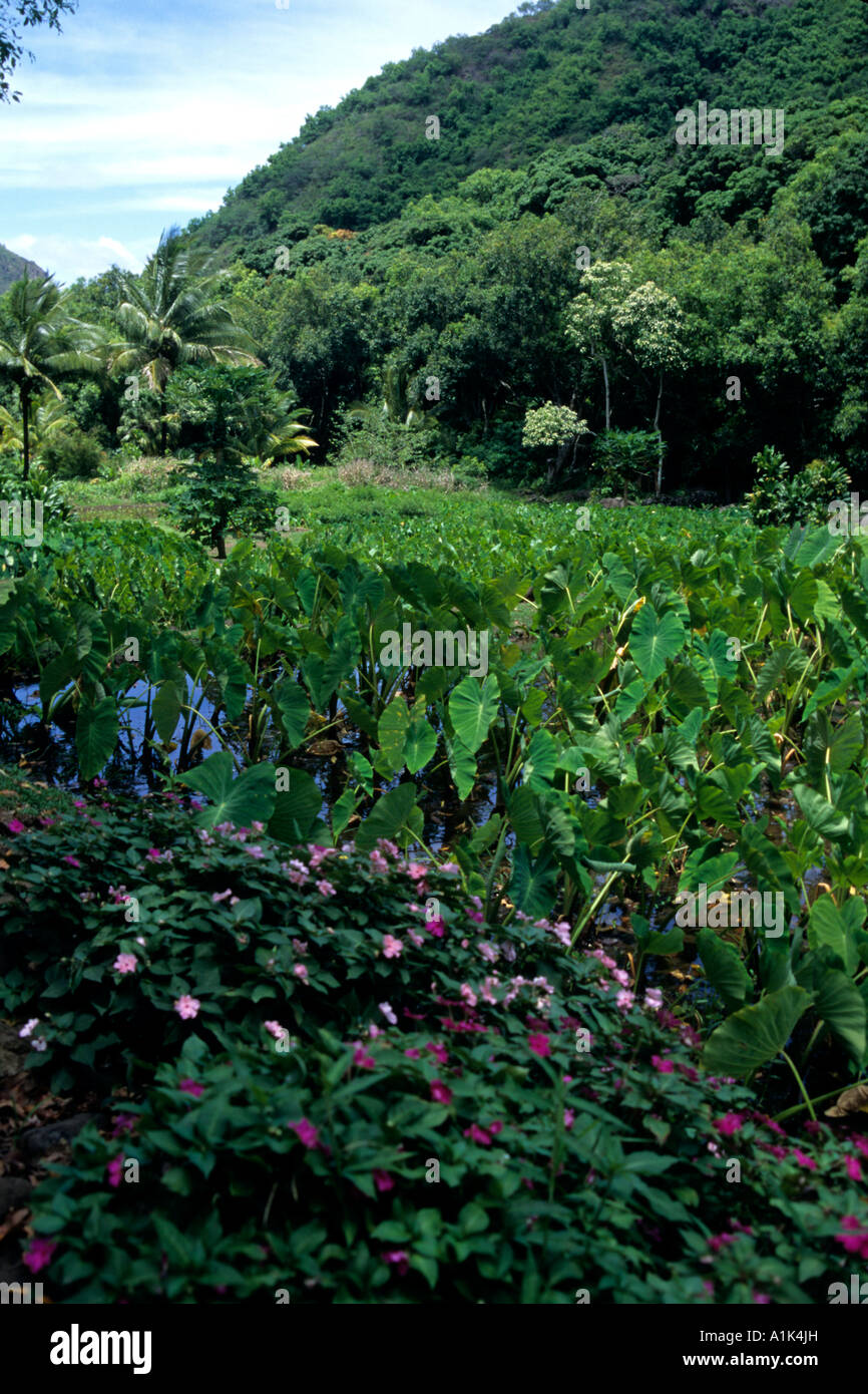 This taro field is grown in the traditional way on the island of Maui ...
