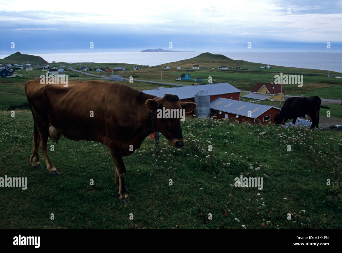 Dairy cows graze the hillsides on Ile du Havre aux Maisons, Magdalen ...