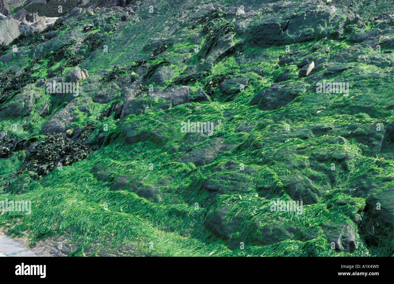 Algal turf hi-res stock photography and images - Alamy