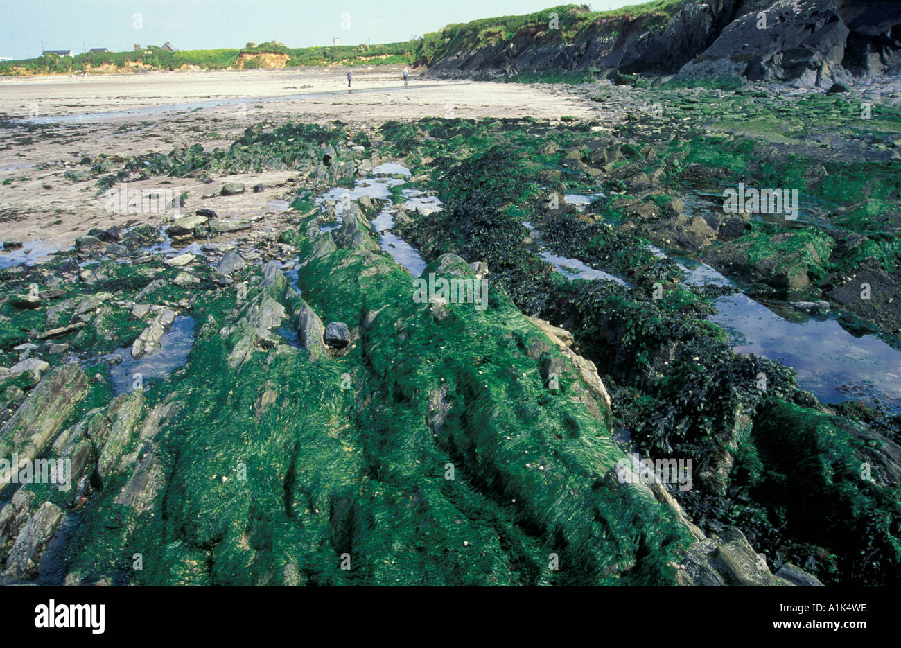 Algal turf growth after Sea Empress oil spill Pembrokeshire Stock Photo ...